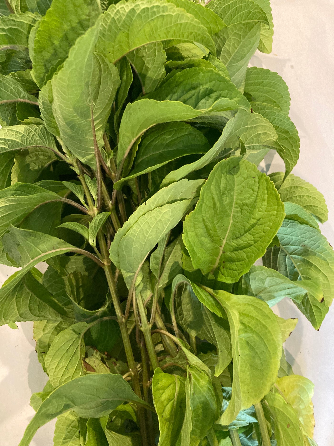 Nchanwu Leaves Shop Cheap | www.oceanproperty.co.th